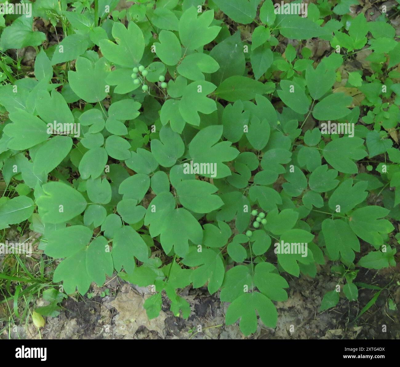 blue cohosh (Caulophyllum thalictroides) Plantae Stock Photo - Alamy