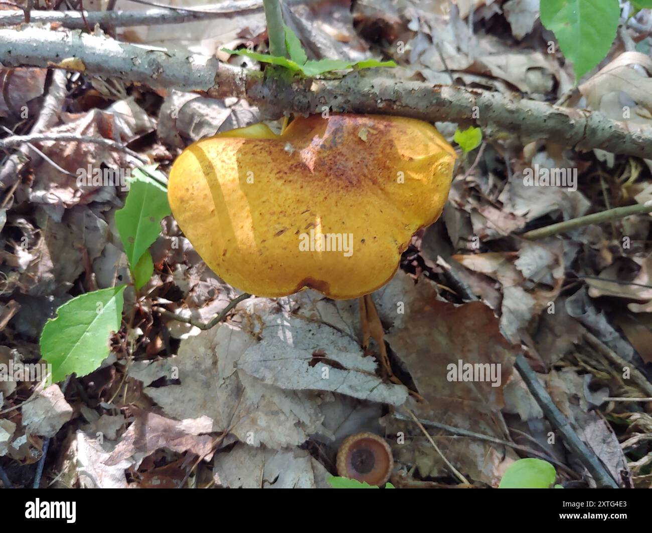Red-mouth Bolete (Neoboletus subvelutipes) Fungi Stock Photo - Alamy