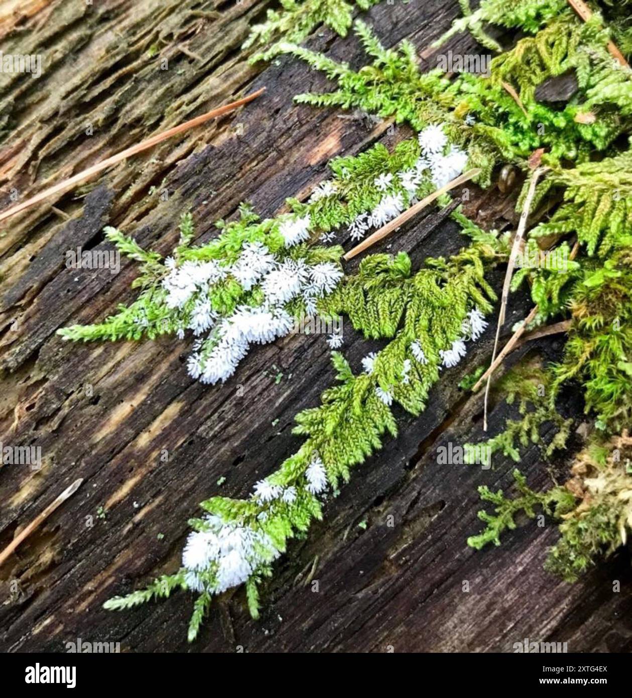 Honeycomb Coral Slime Mold (Ceratiomyxa fruticulosa) Protozoa Stock ...