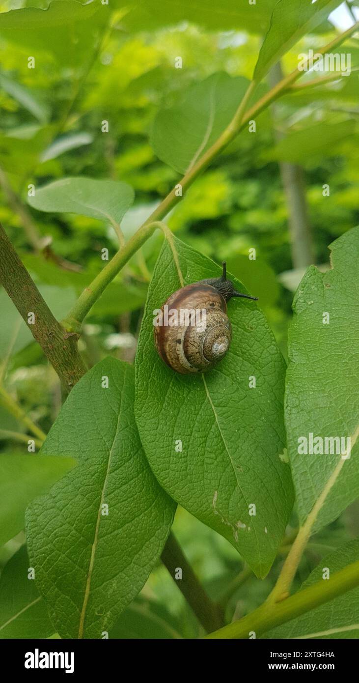 Bush snail (Fruticicola fruticum) Mollusca Stock Photo - Alamy