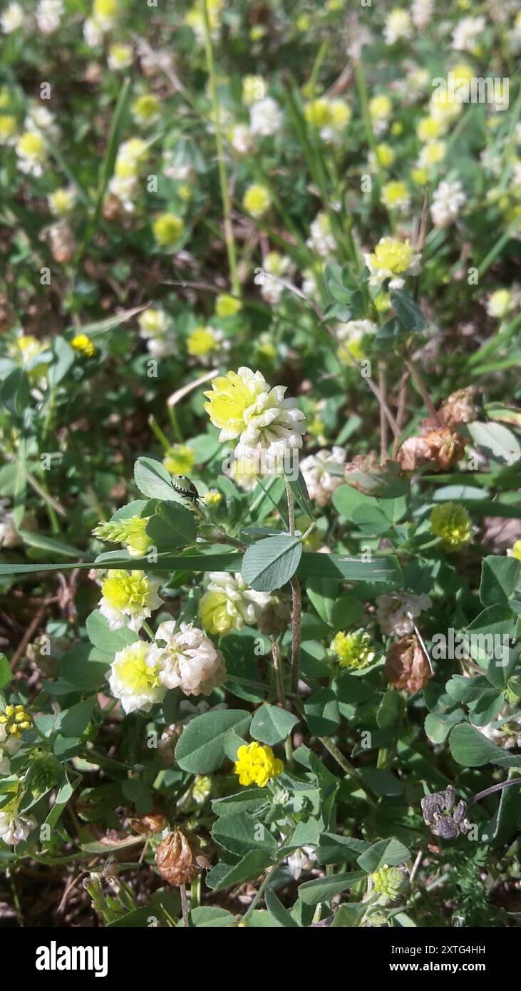 hop trefoil (Trifolium campestre) Plantae Stock Photo - Alamy