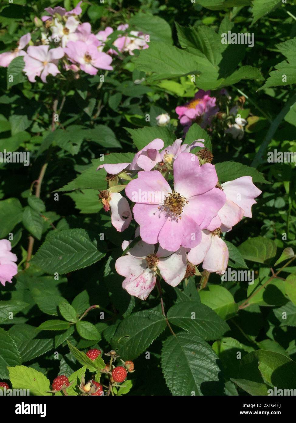 climbing prairie rose (Rosa setigera) Plantae Stock Photo - Alamy