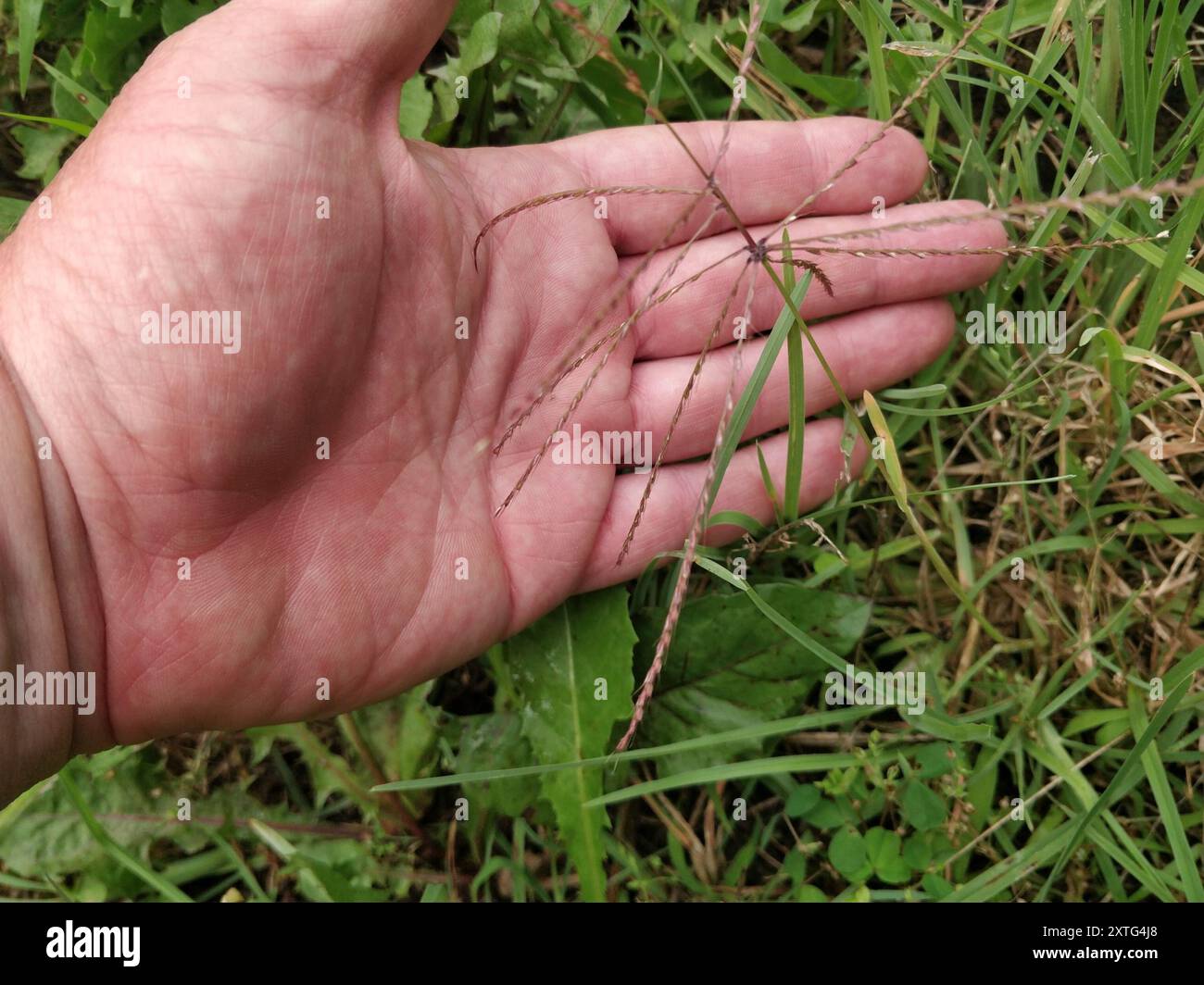 tumble windmillgrass (Chloris verticillata) Plantae Stock Photo - Alamy