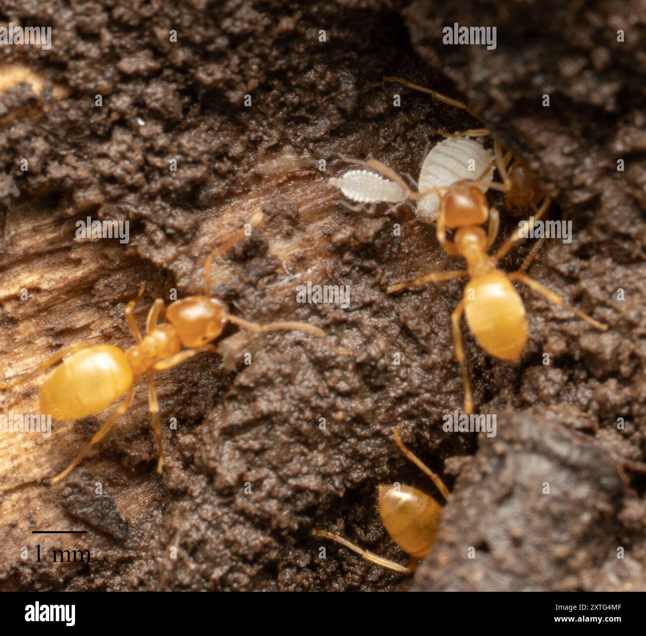 Citronella Ants, Fuzzy Ants, and Allies (Lasius) Insecta Stock Photo ...