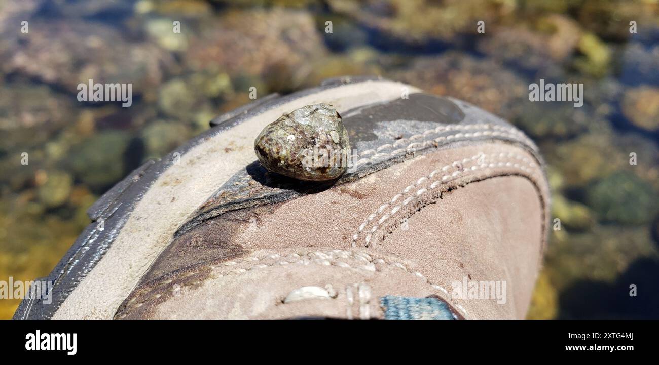 Western Banded Tegula (Tegula eiseni) Mollusca Stock Photo - Alamy