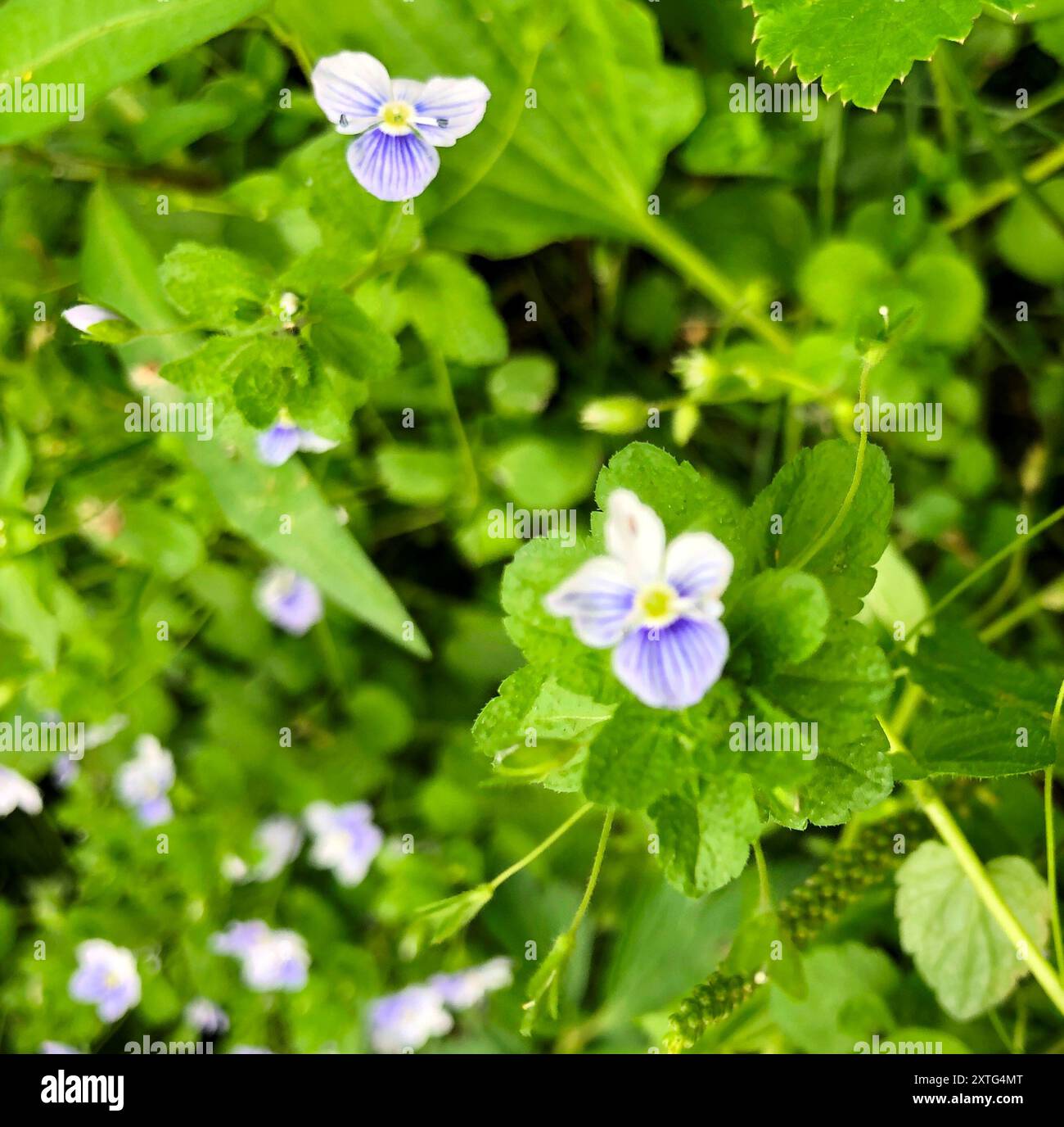 Slender speedwell (Veronica filiformis) Plantae Stock Photo - Alamy
