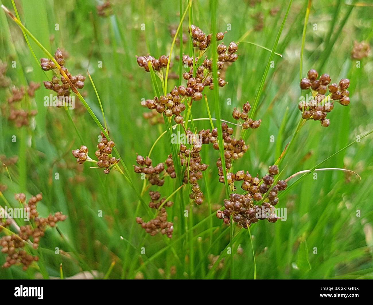 Flattened Rush (Juncus compressus) Plantae Stock Photo - Alamy