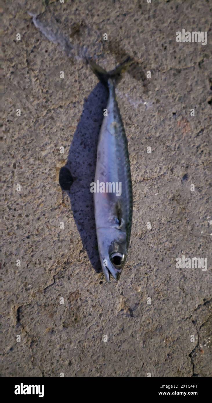 Pacific Chub Mackerel (Scomber japonicus) Actinopterygii Stock Photo ...