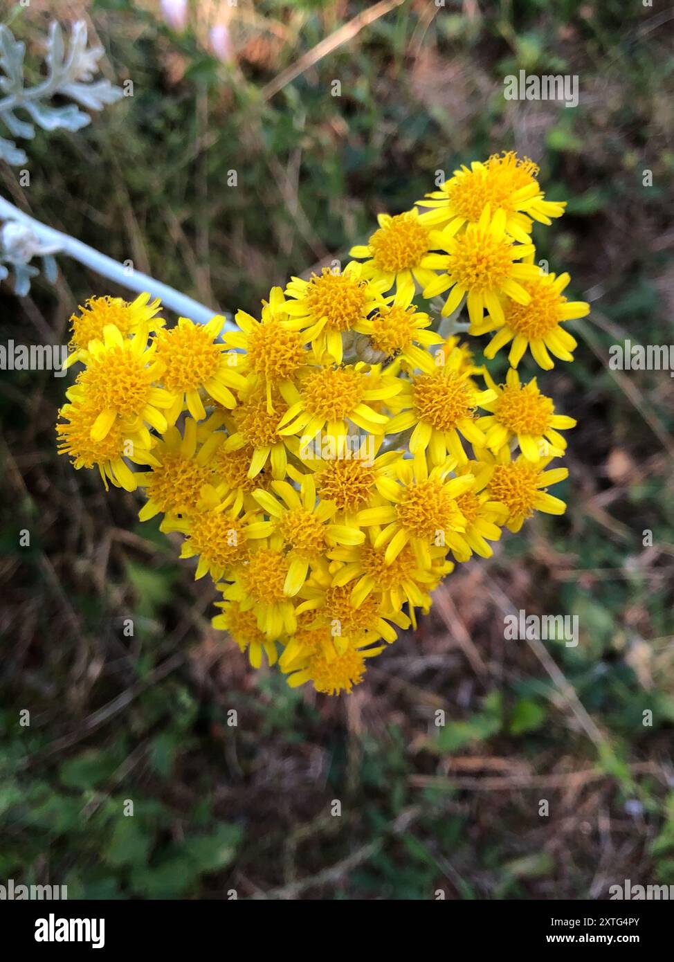 Dusty miller (Jacobaea maritima) Plantae Stock Photo - Alamy