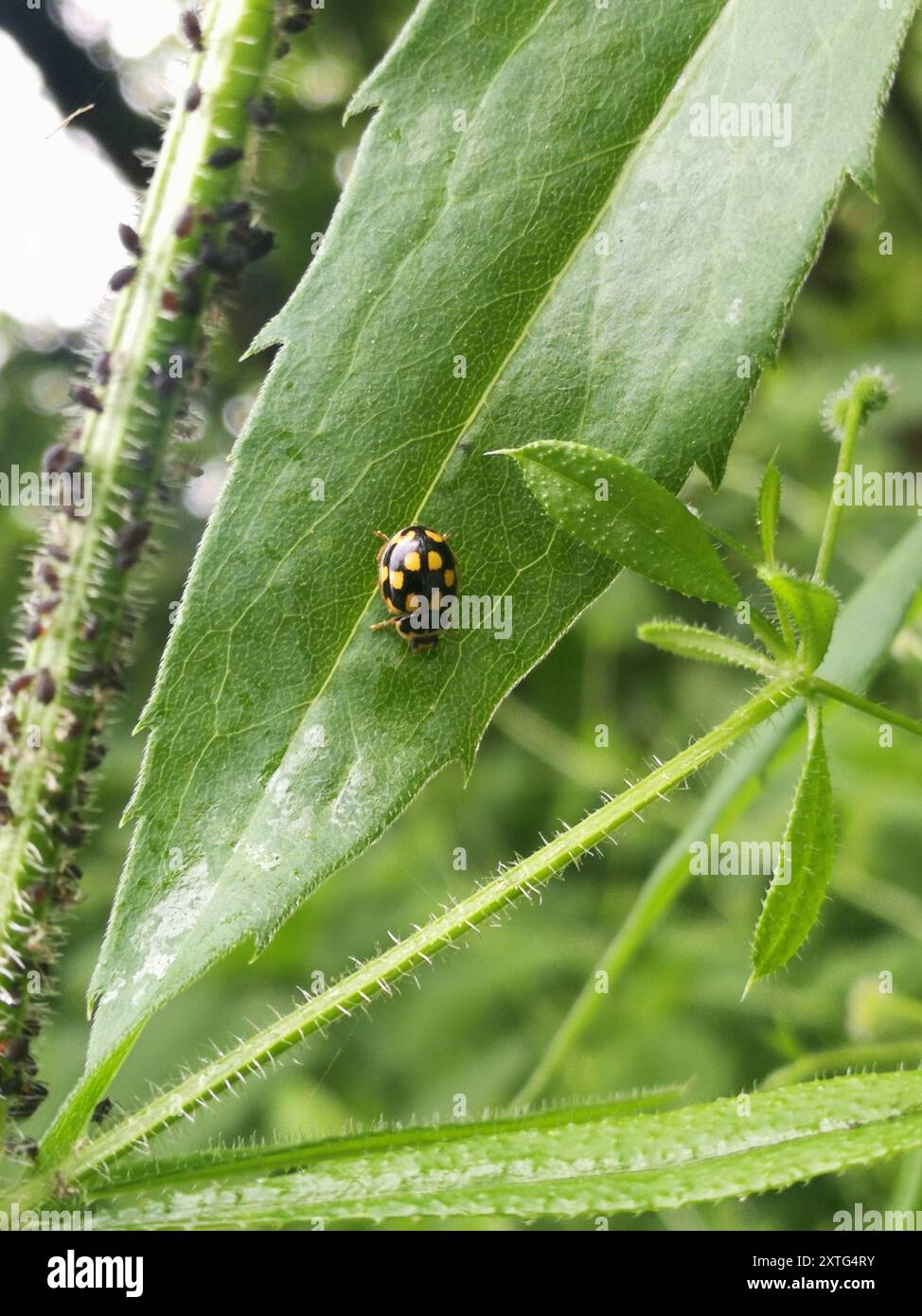 Fourteen-spotted Lady Beetle (Propylea quatuordecimpunctata) Insecta ...