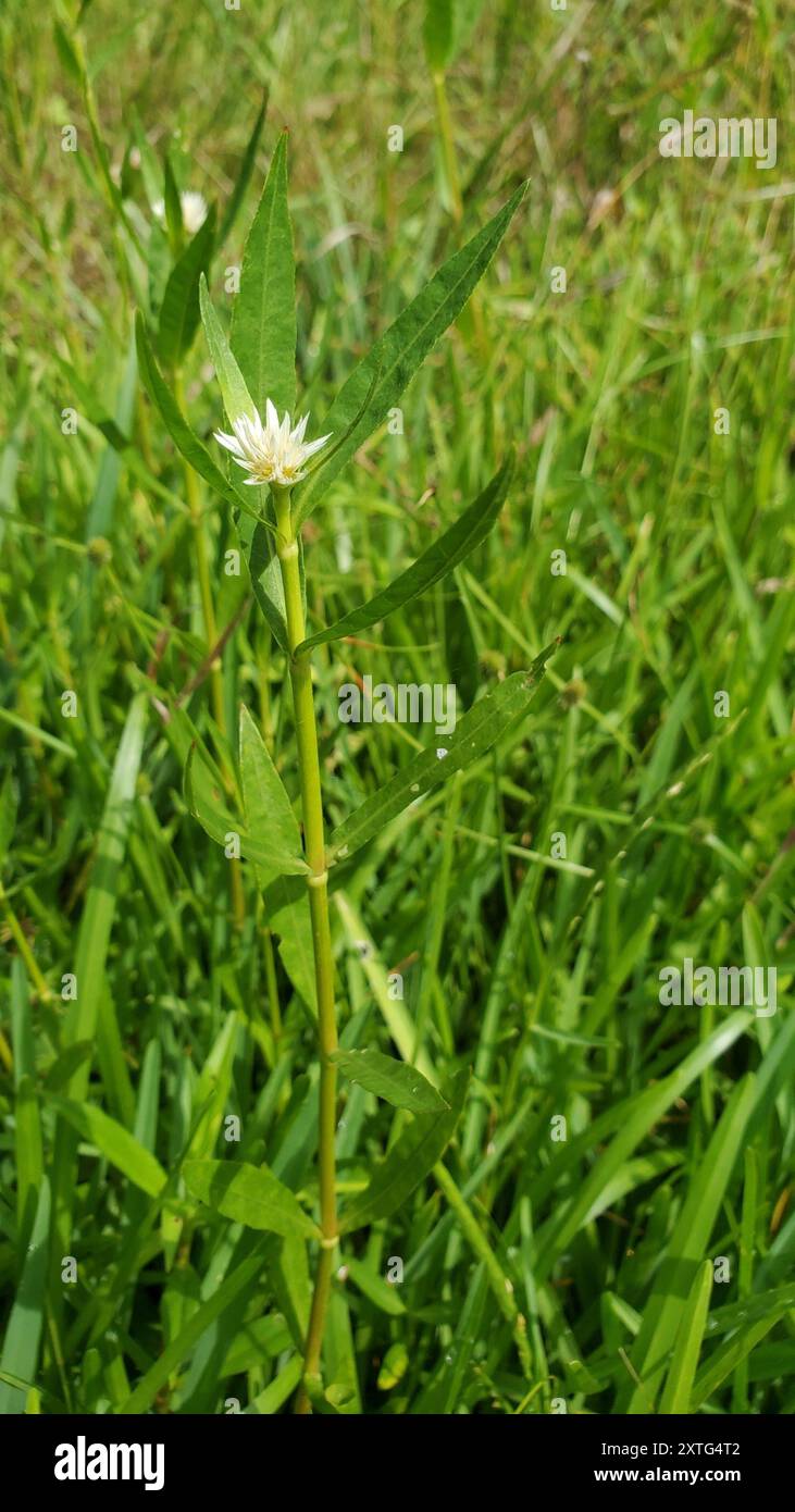 Alligatorweed (Alternanthera philoxeroides) Plantae Stock Photo - Alamy