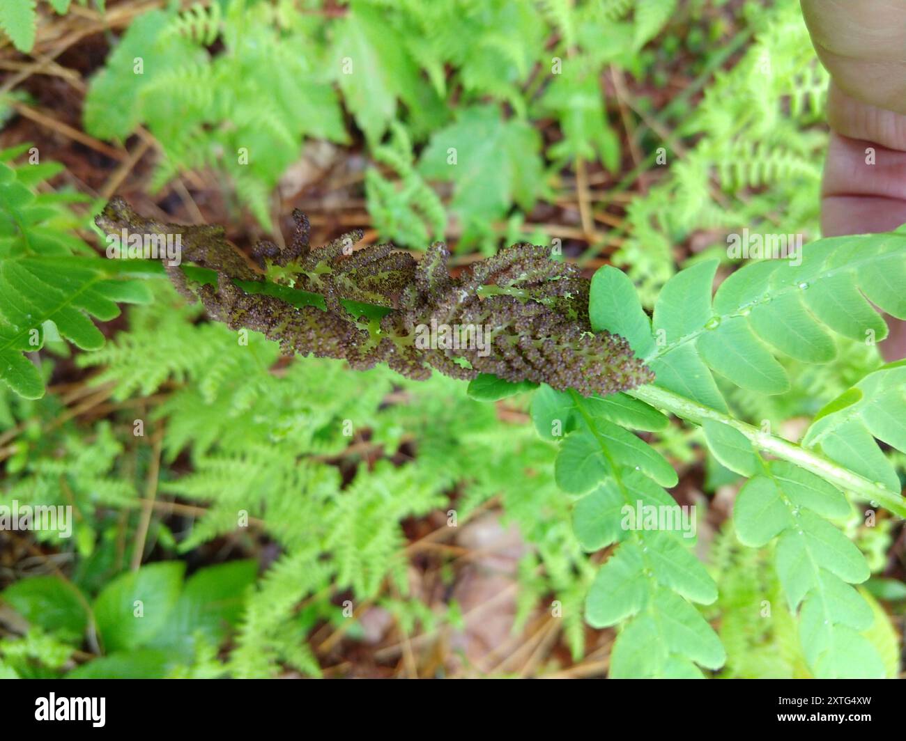 interrupted fern (Osmunda claytoniana) Plantae Stock Photo - Alamy