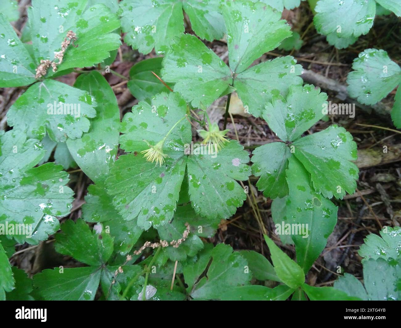 Appalachian barren-strawberry (Waldsteinia fragarioides) Plantae Stock ...