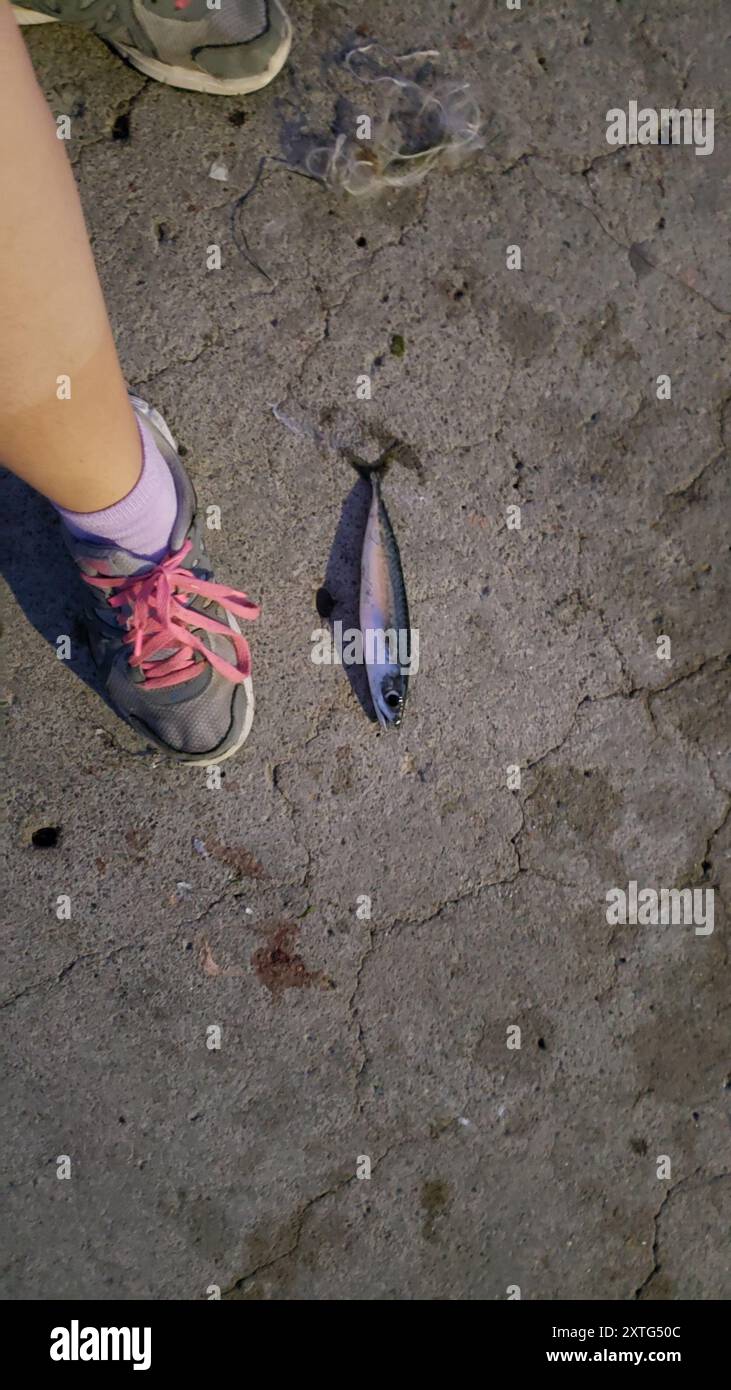 Pacific Chub Mackerel (Scomber japonicus) Actinopterygii Stock Photo ...