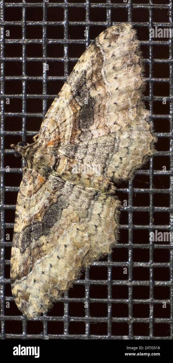 Bent-lined Carpet (Costaconvexa centrostrigaria) Insecta Stock Photo ...