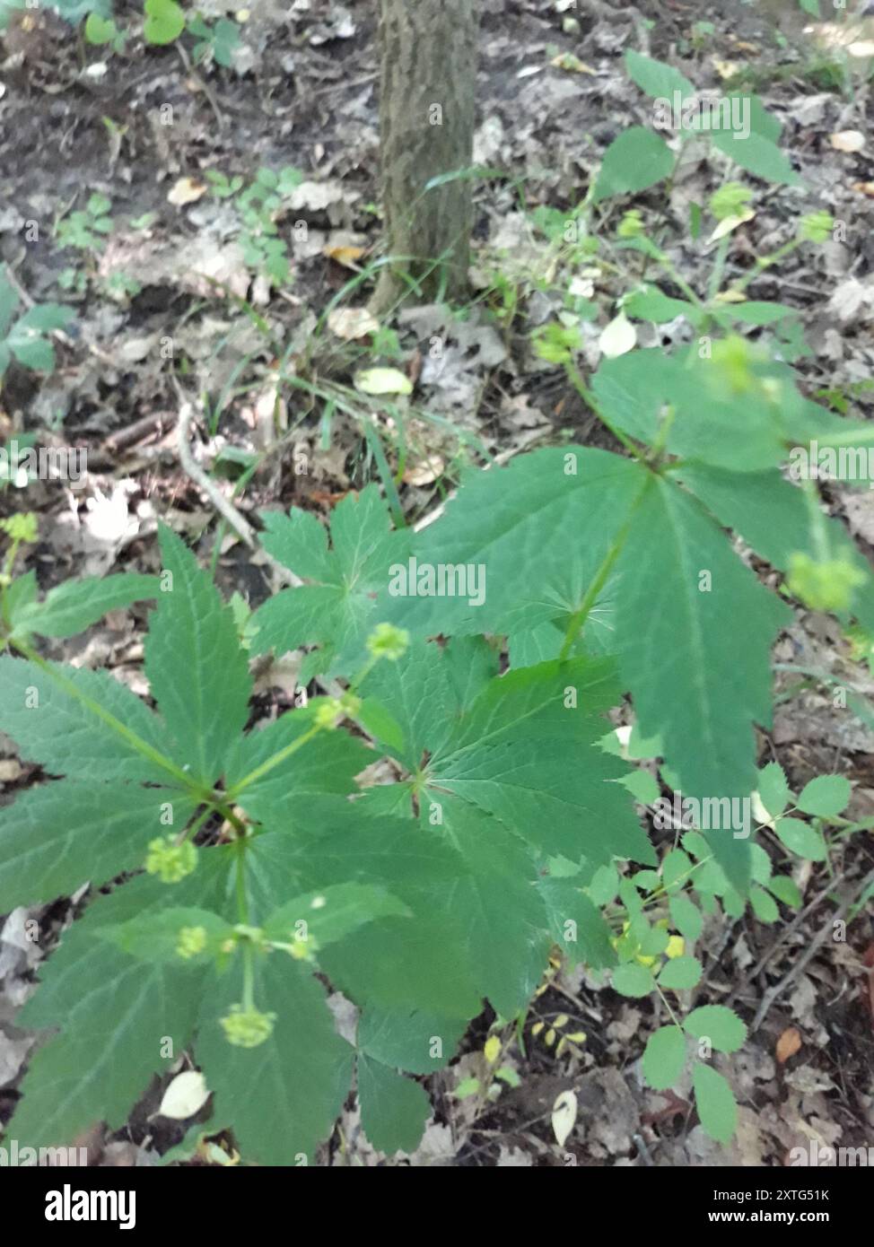 Clustered Sanicle (Sanicula odorata) Plantae Stock Photo - Alamy