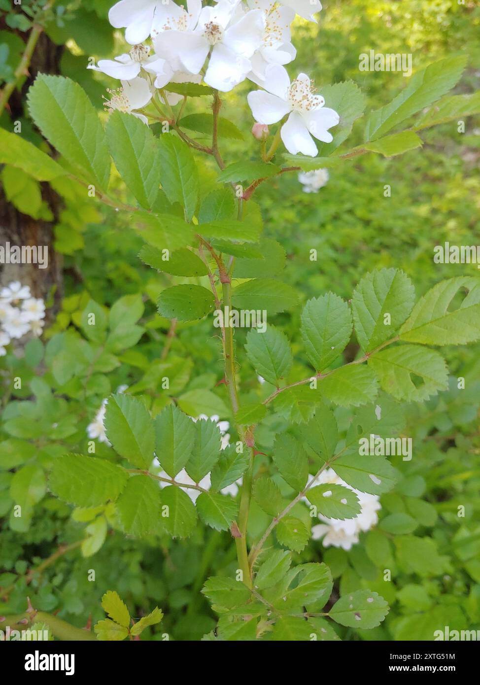multiflora rose (Rosa multiflora) Plantae Stock Photo - Alamy