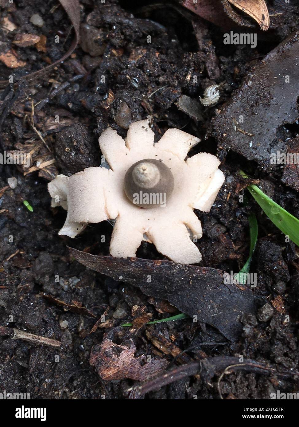 Rounded earthstar hi-res stock photography and images - Alamy