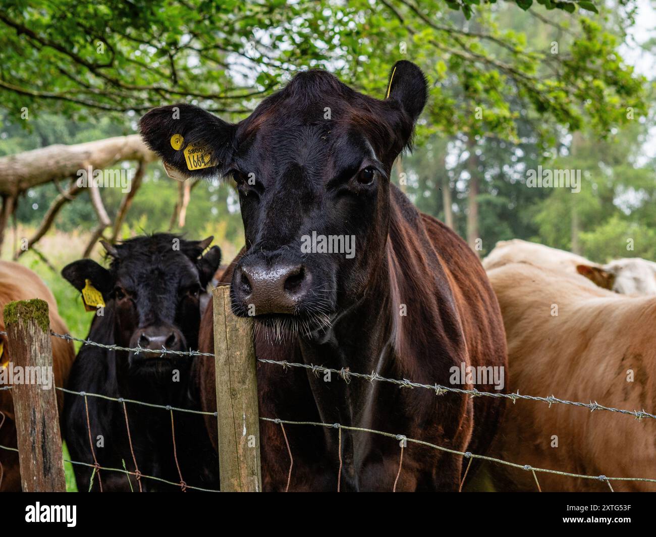 Gortin, Ireland. 30th June, 2024. A cow is seen looking at the hikers ...