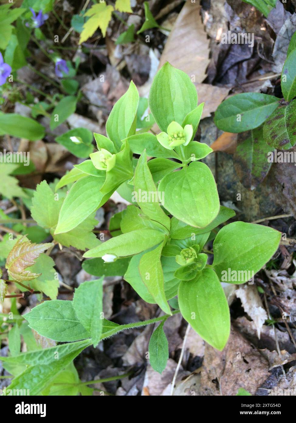Canadian bunchberry (Cornus canadensis) Plantae Stock Photo - Alamy