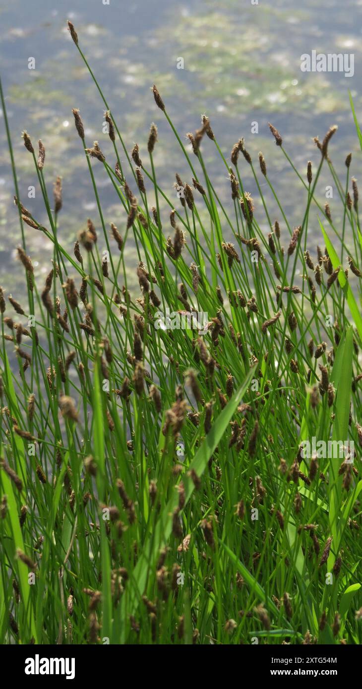 Common Spike-rush (Eleocharis palustris) Plantae Stock Photo - Alamy