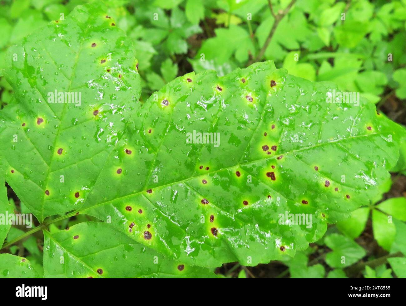 Ramularia hi-res stock photography and images - Alamy