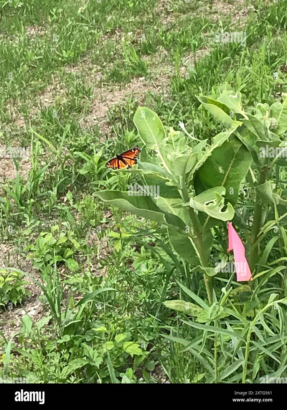 Viceroy (Limenitis archippus) Insecta Stock Photo - Alamy
