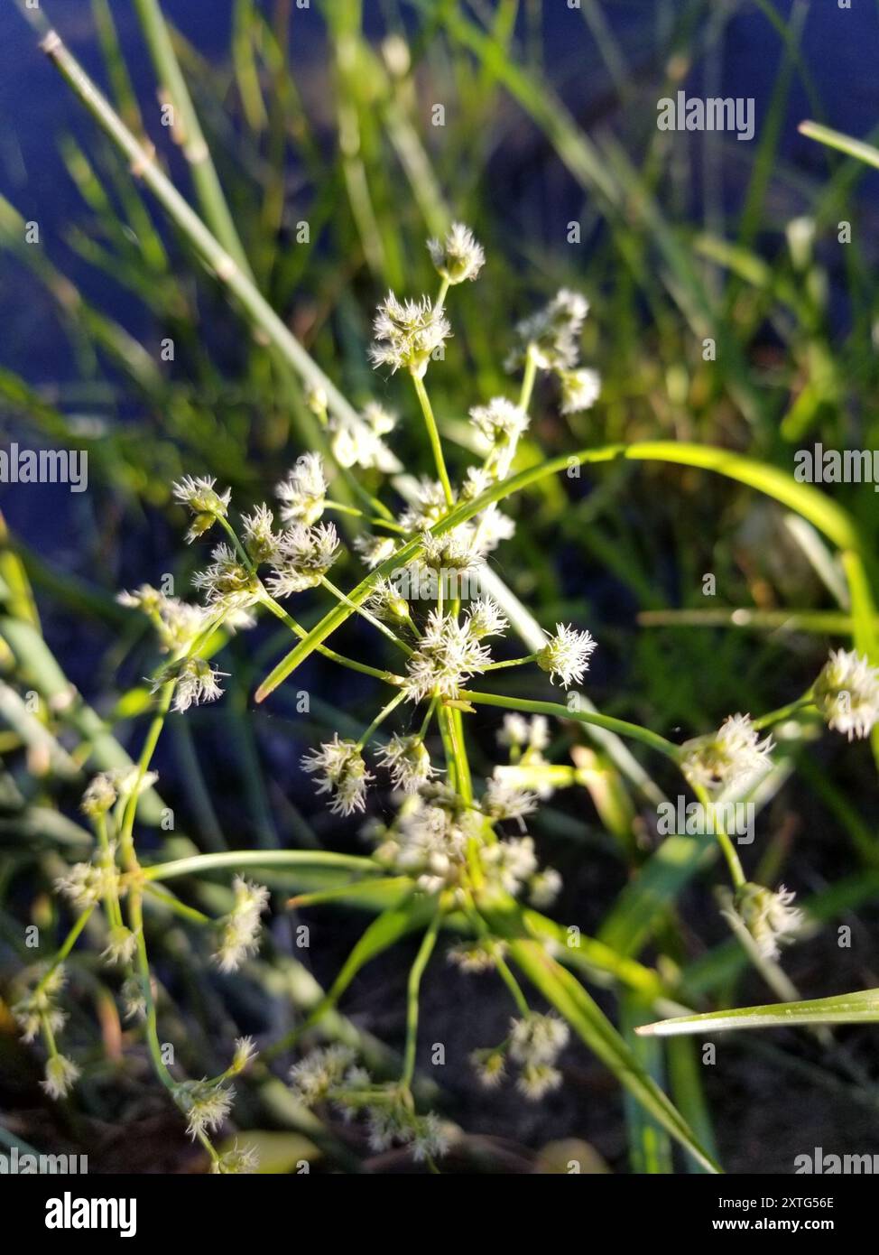 Panicled Bulrush (Scirpus microcarpus) Plantae Stock Photo - Alamy