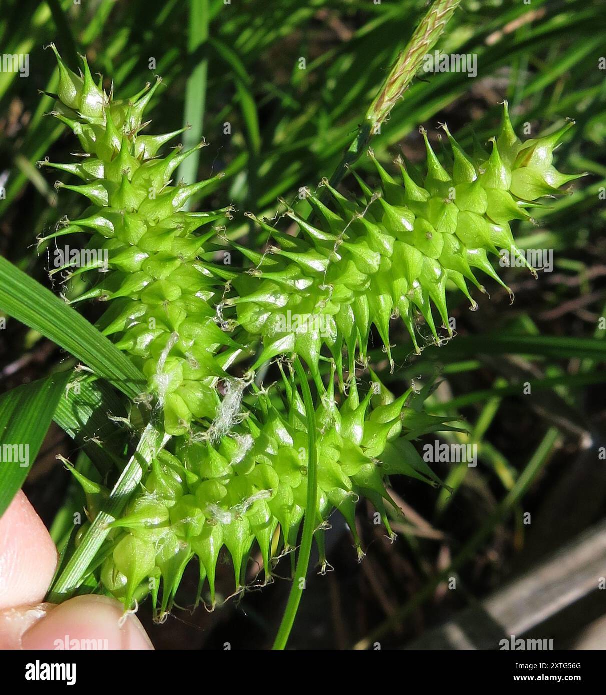 retrorse sedge (Carex retrorsa) Plantae Stock Photo - Alamy