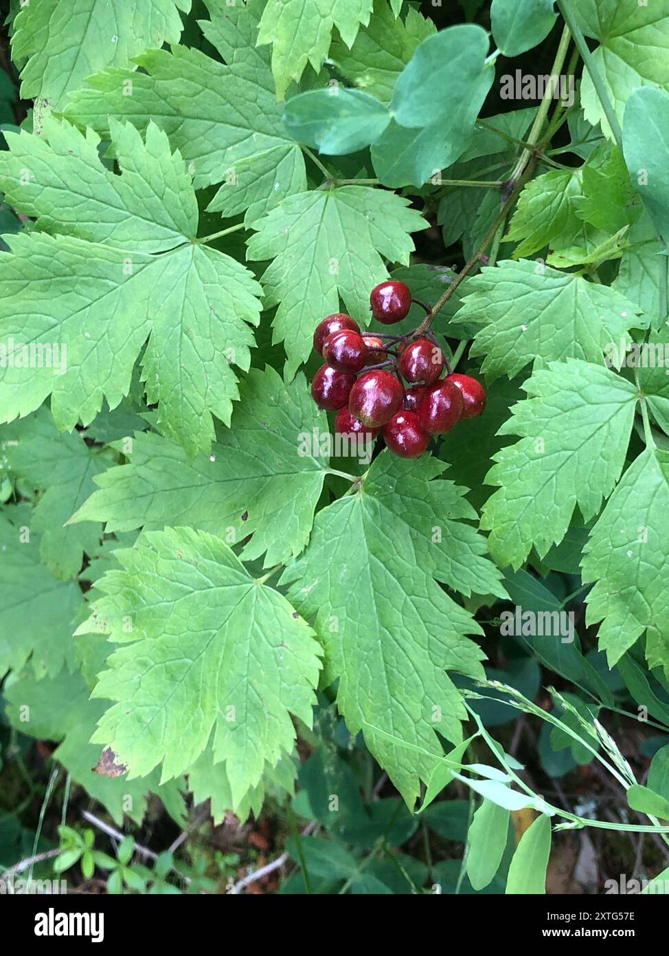 red baneberry (Actaea rubra) Plantae Stock Photo - Alamy