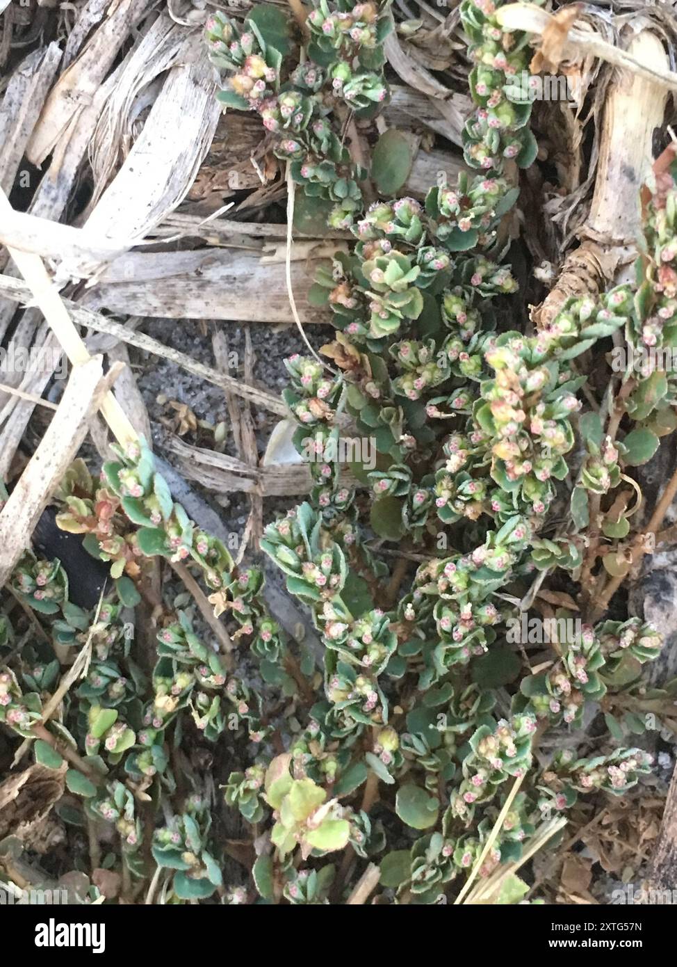 prostrate sandmat (Euphorbia prostrata) Plantae Stock Photo - Alamy