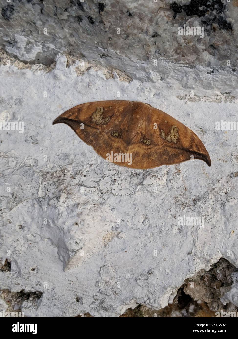 Agnidra fuscilinea hi-res stock photography and images - Alamy