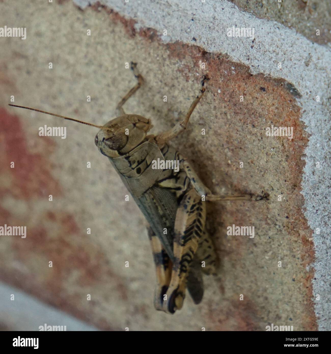 Ponderous Spur-throat Grasshopper (Melanoplus ponderosus) Insecta Stock ...