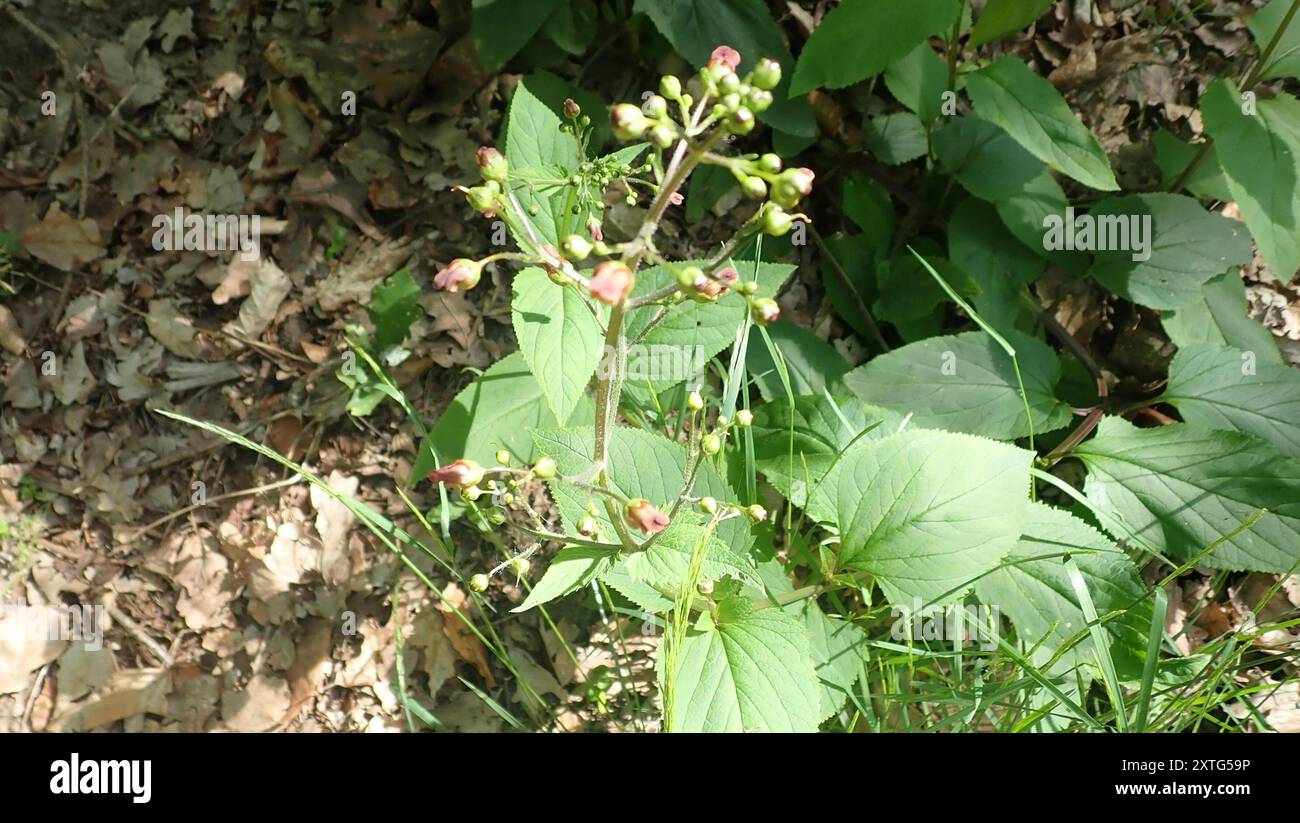 Water Figwort (Scrophularia auriculata) Plantae Stock Photo - Alamy