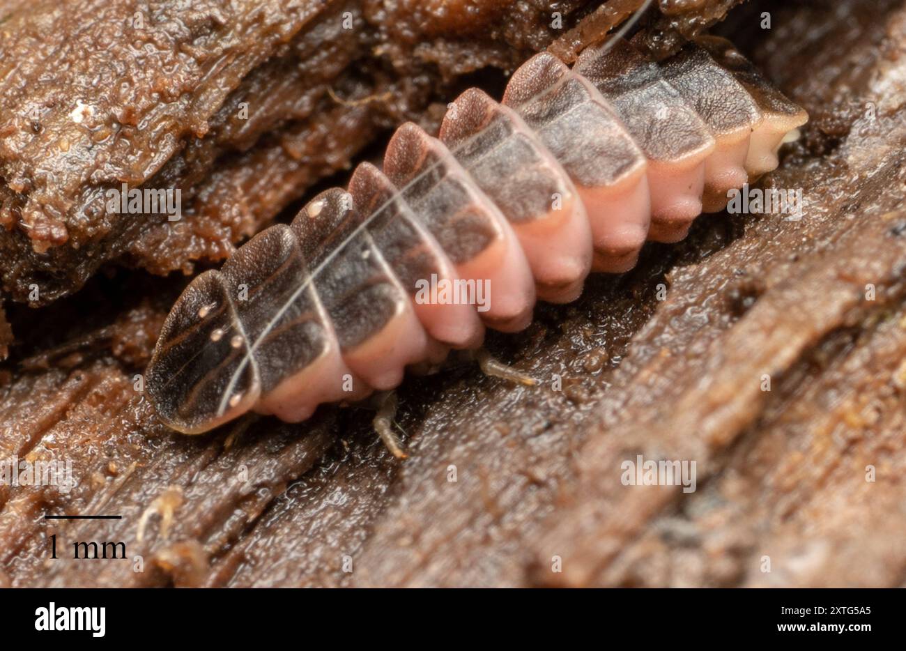 typical fireflies (Lampyrinae) Insecta Stock Photo - Alamy