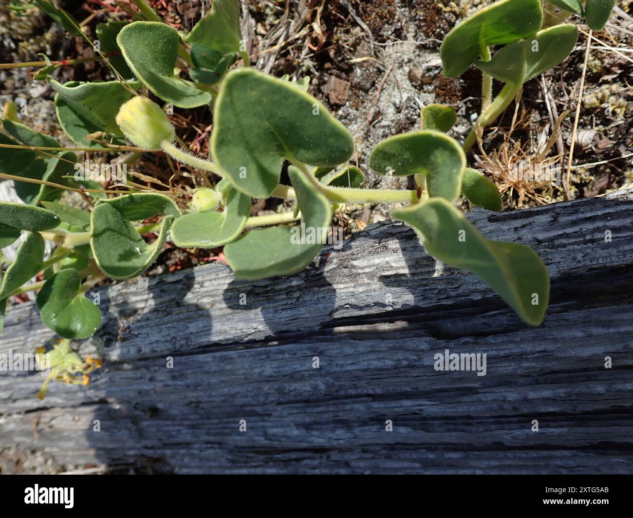 Yellow Sand Verbena (Abronia latifolia) Plantae Stock Photo - Alamy