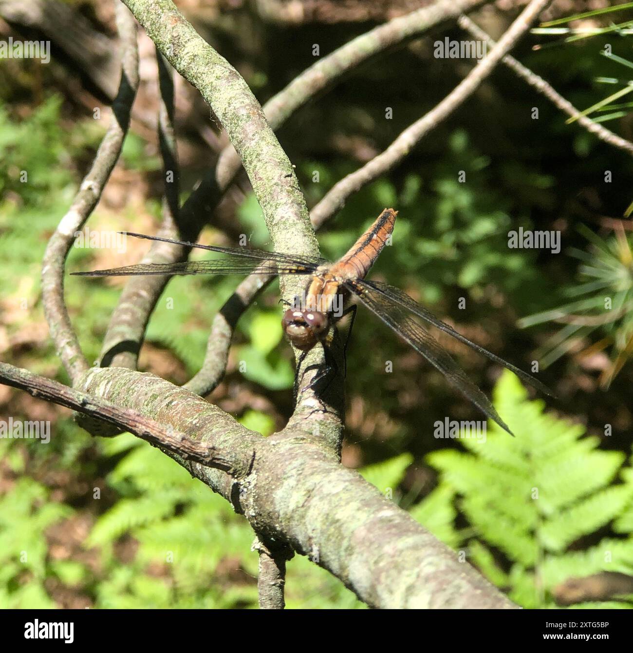 Chalk-fronted Corporal (Ladona julia) Insecta Stock Photo - Alamy
