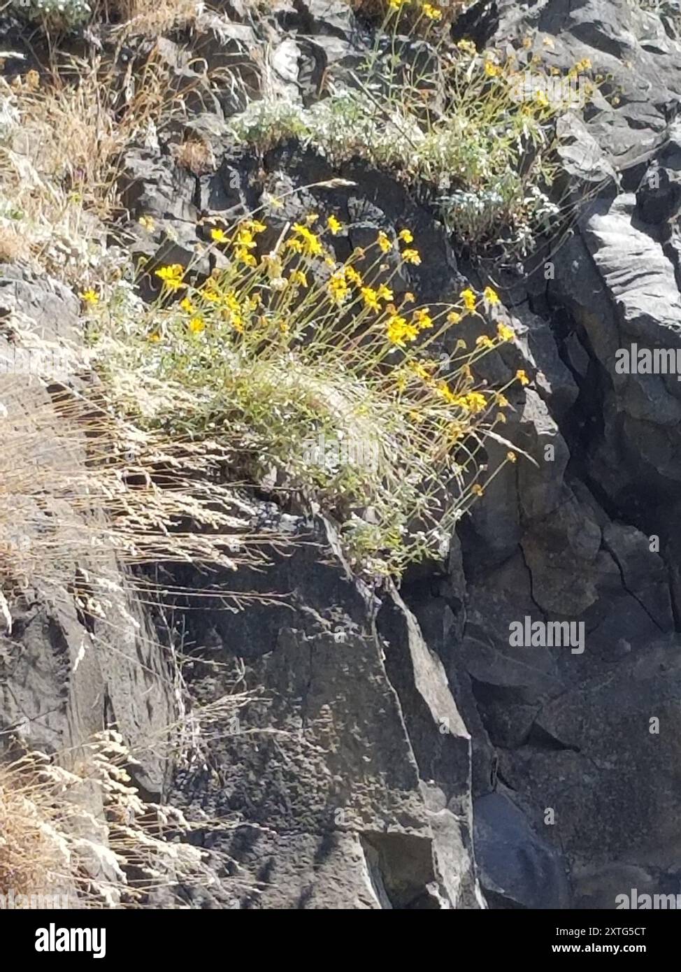 common woolly sunflower (Eriophyllum lanatum) Plantae Stock Photo - Alamy