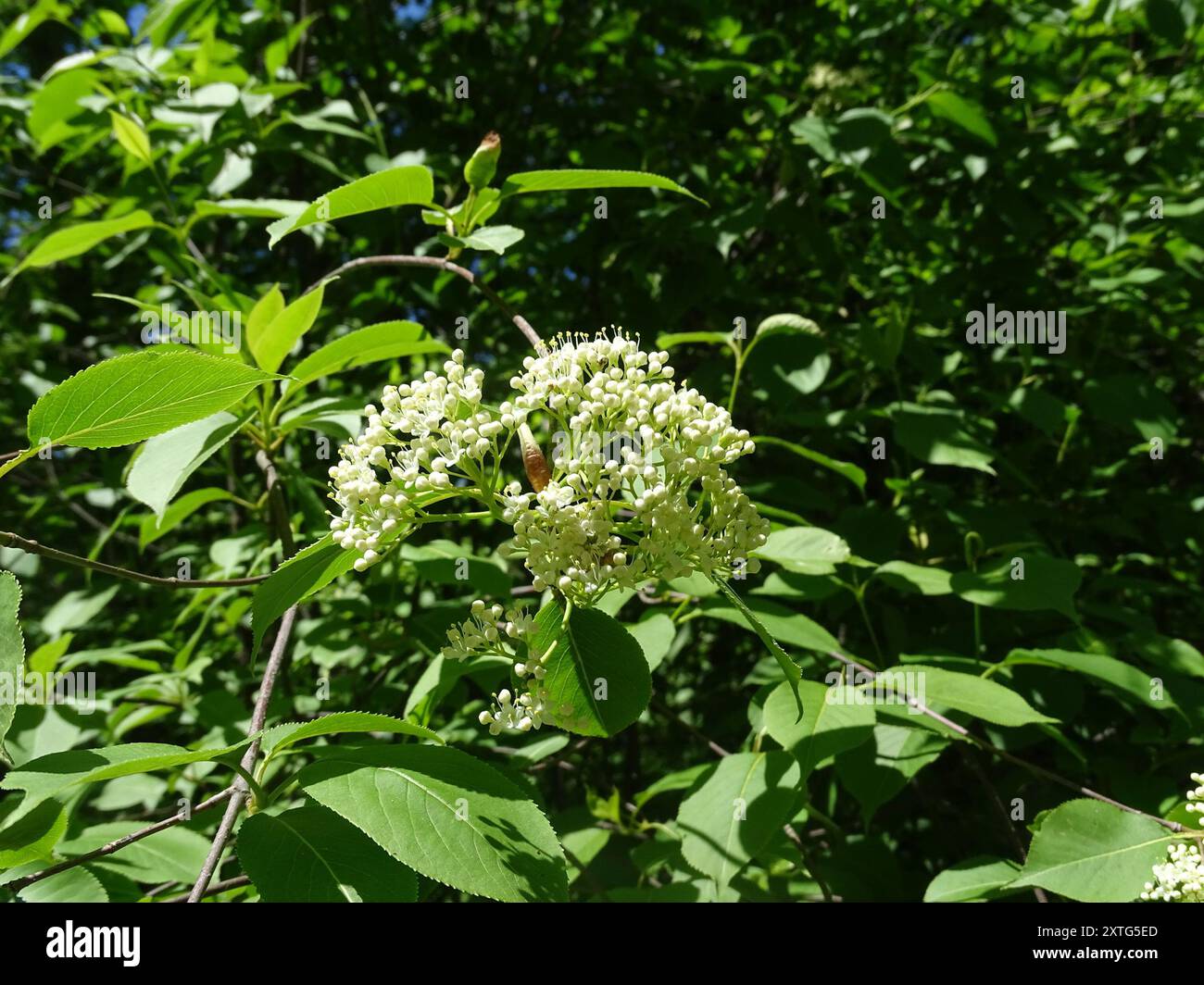 nannyberry (Viburnum lentago) Plantae Stock Photo - Alamy