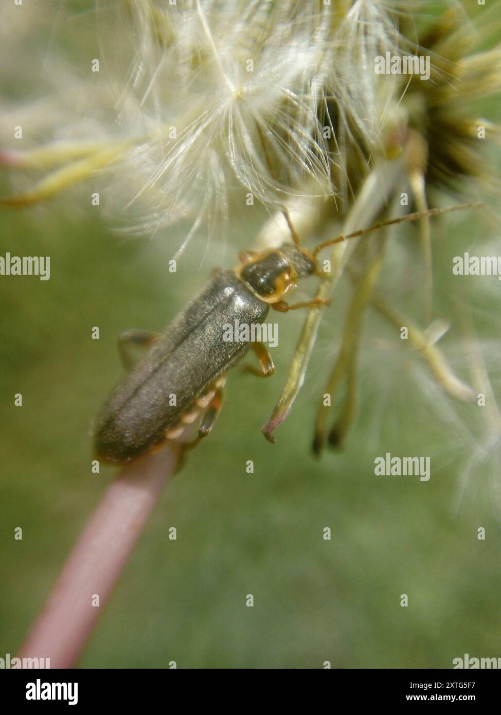 Grey Sailor Beetle (Cantharis nigricans) Insecta Stock Photo - Alamy