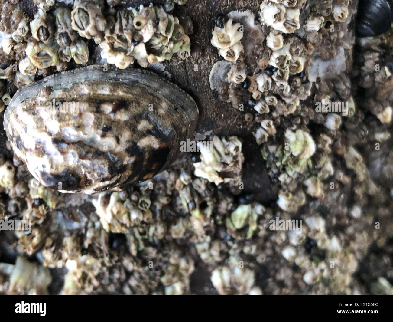 Lottia Limpets (Lottia) Mollusca Stock Photo - Alamy