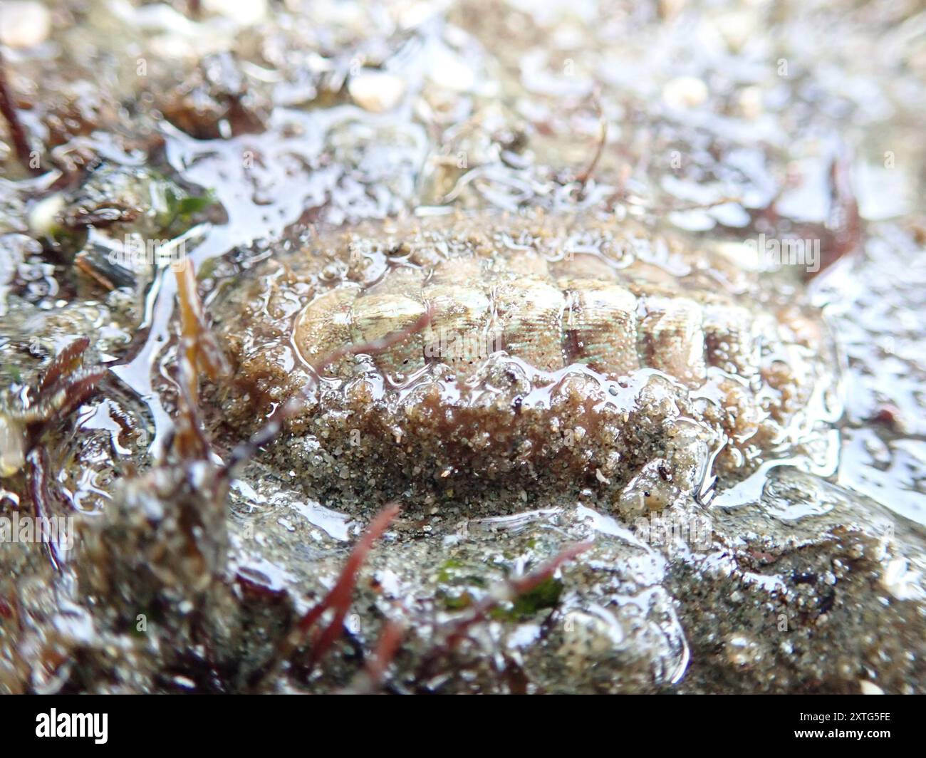 Red-Flecked Mopalia (Mopalia spectabilis) Mollusca Stock Photo - Alamy