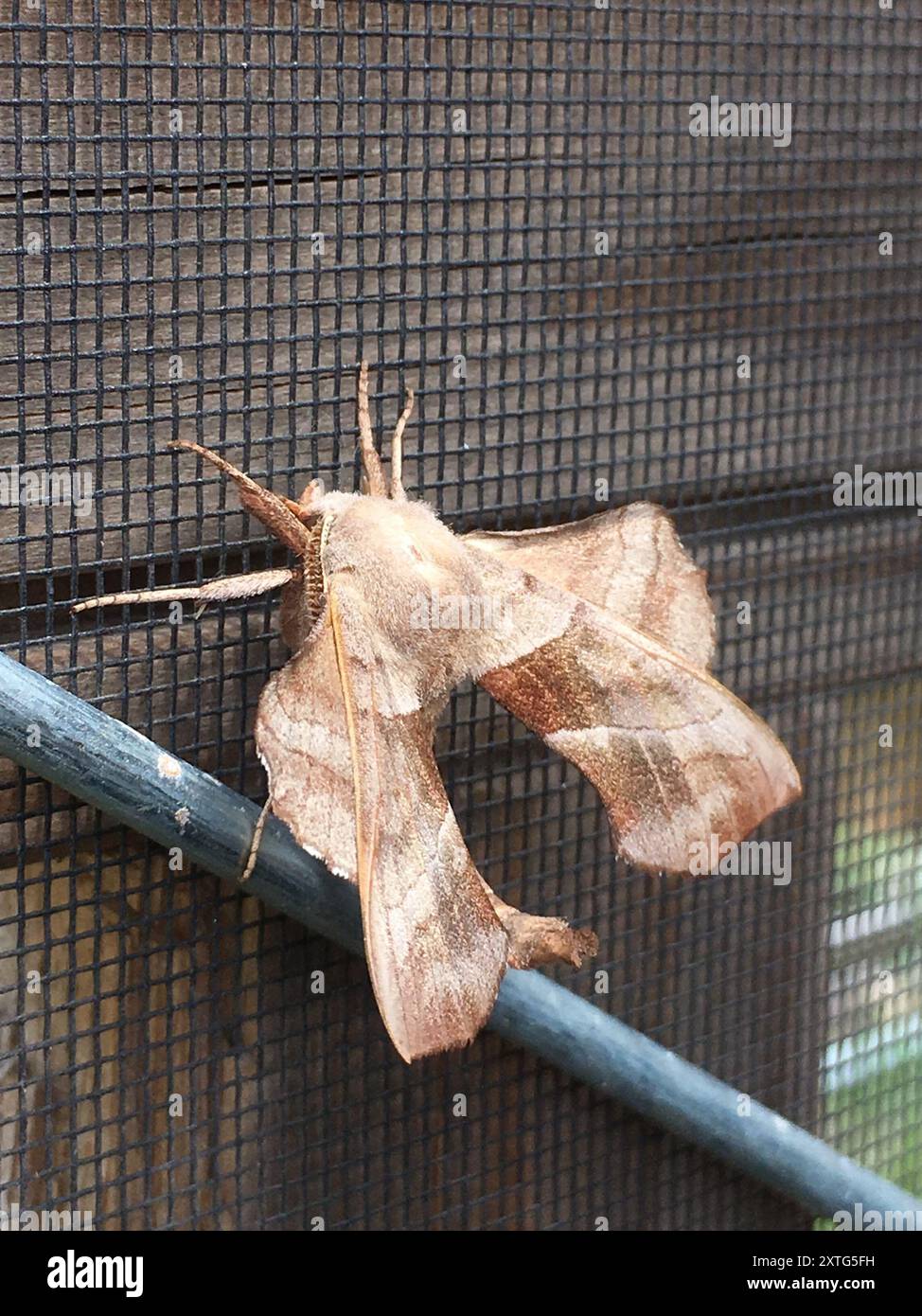Walnut Sphinx (Amorpha juglandis) Insecta Stock Photo - Alamy