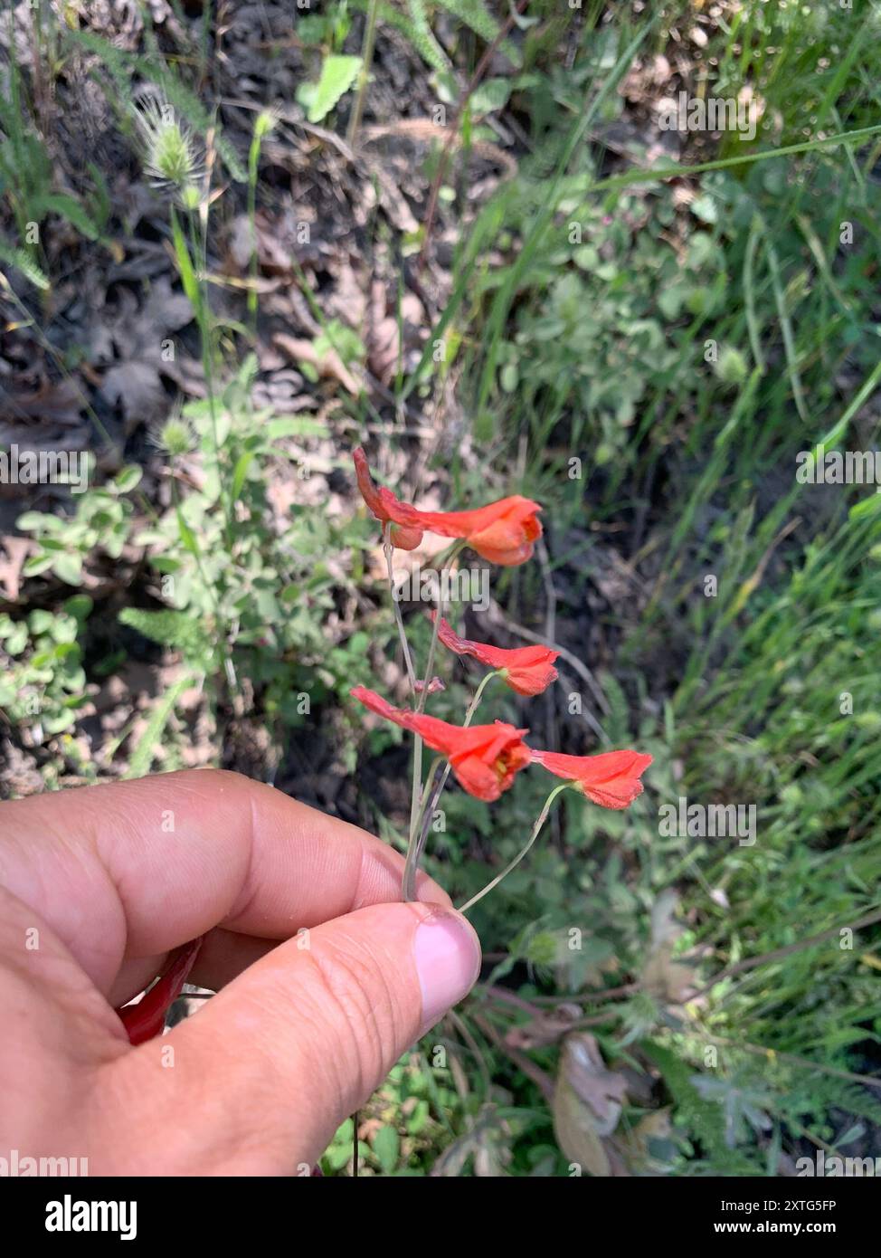 Red larkspur (Delphinium nudicaule) Plantae Stock Photo - Alamy