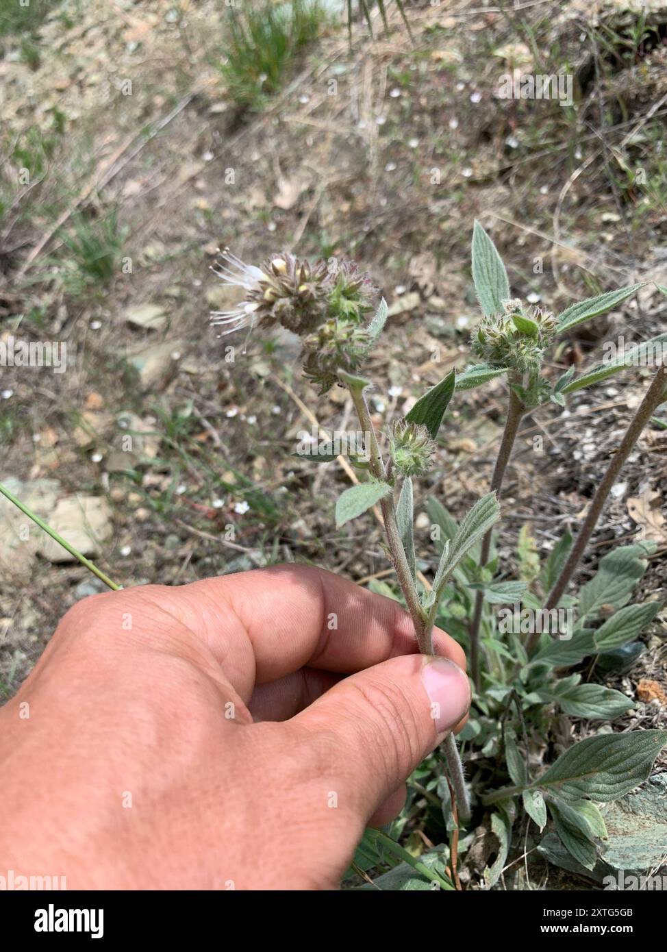Scorpionweeds (Phacelia) Plantae Stock Photo - Alamy