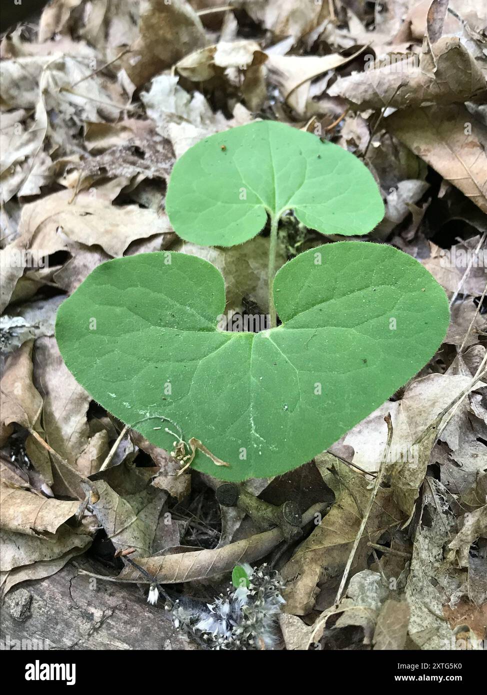 Canadian wild ginger (Asarum canadense) Plantae Stock Photo - Alamy