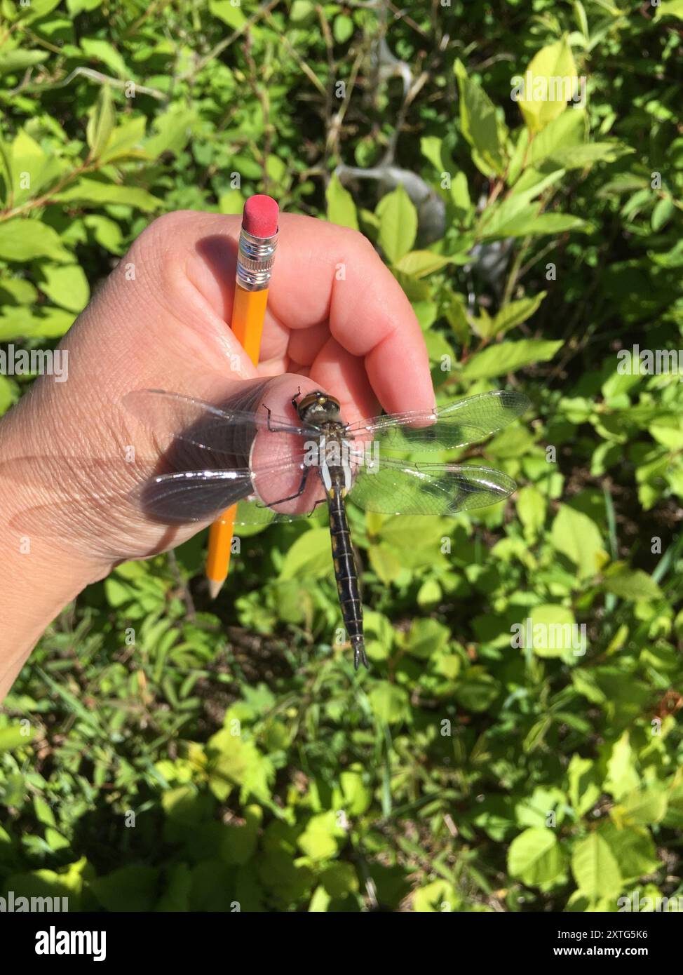 Spiny Baskettail (Epitheca spinigera) Insecta Stock Photo - Alamy