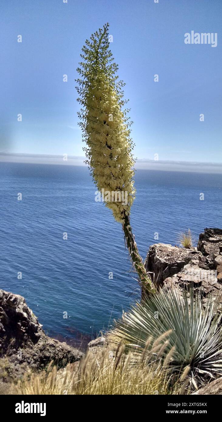 chaparral yucca (Hesperoyucca whipplei) Plantae Stock Photo - Alamy