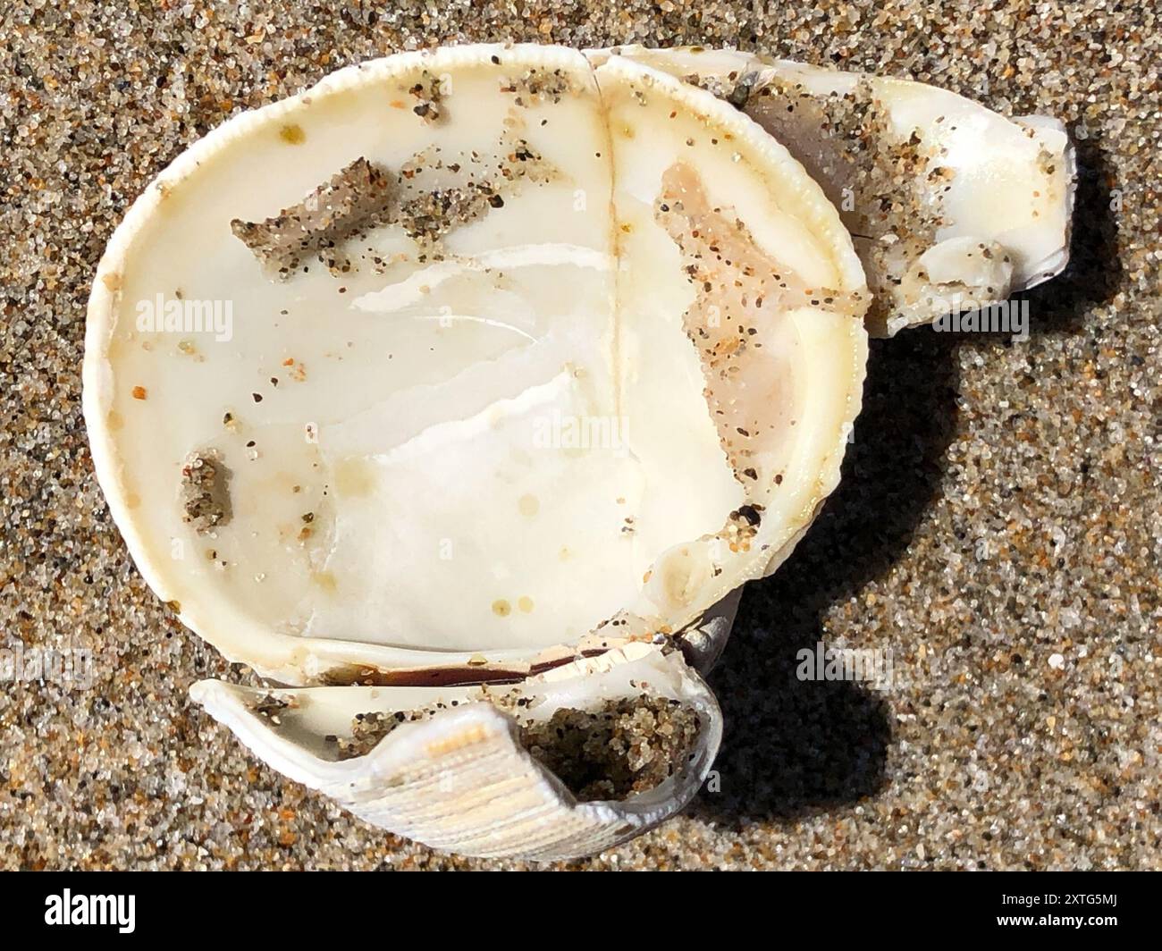 Pacific Littleneck Clam (Leukoma staminea) Mollusca Stock Photo - Alamy