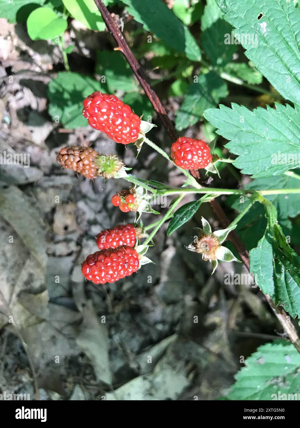brambles (Rubus) Plantae Stock Photo - Alamy